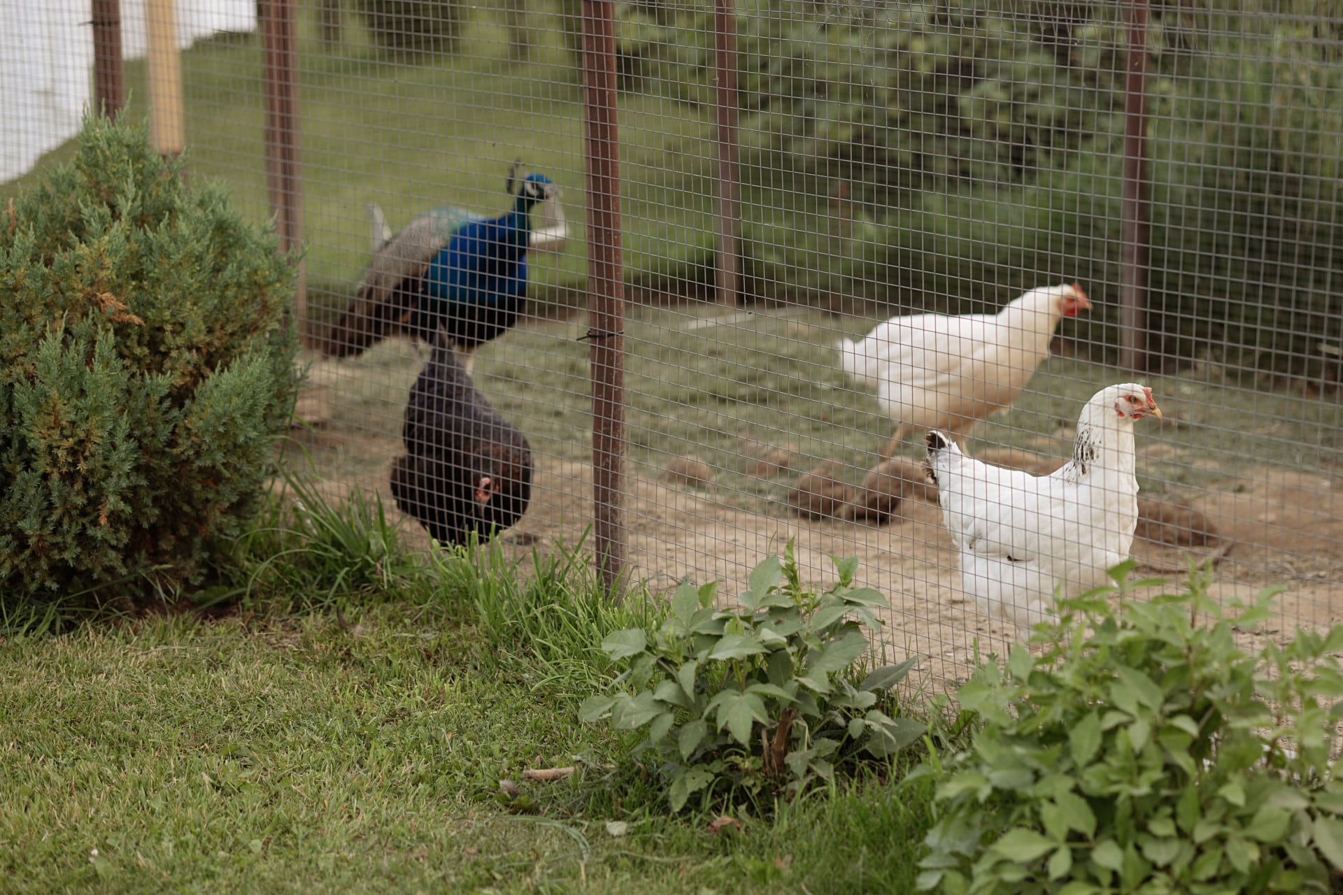 Une volière de qualité pour l’élevage des poules