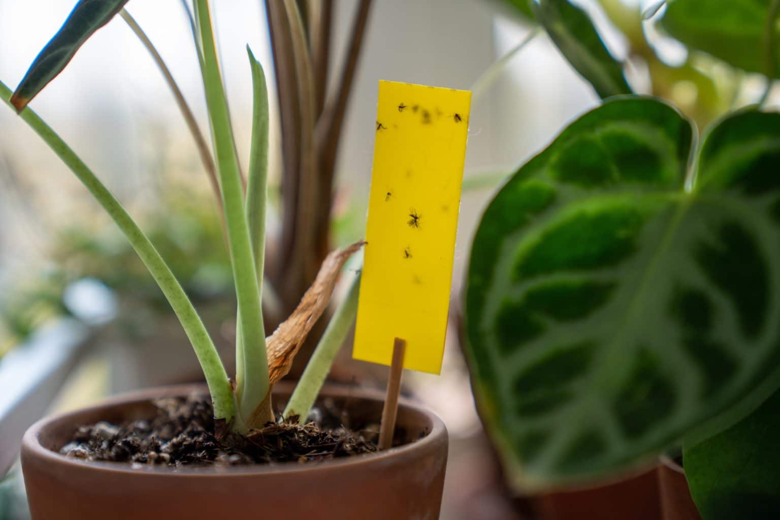 Construire un Appenti en Bois à Une Pente : Guide Pratique et Astuces